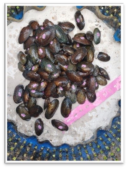 Freshwater Mussel Newsletter