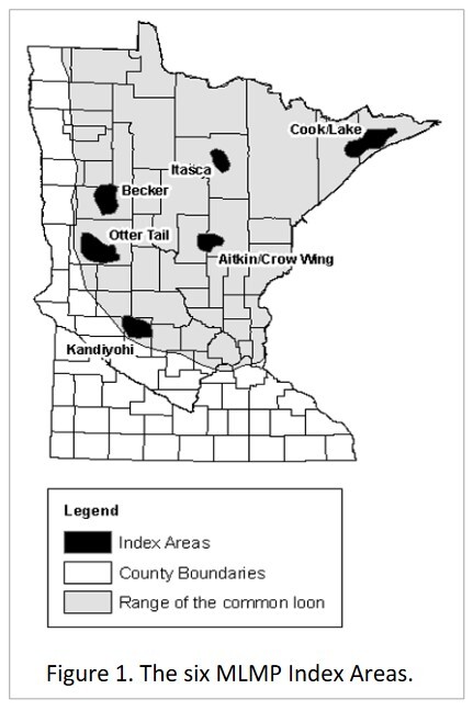 Count loons one morning June 30 - July 10