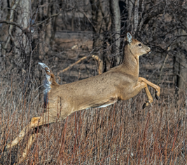 Get the hunting regulations!