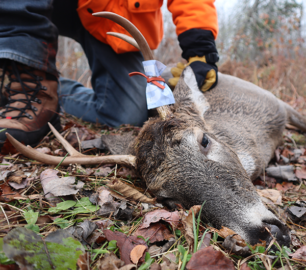 One way to extend your deer season