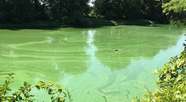 Watch for Blue-Green Algae
