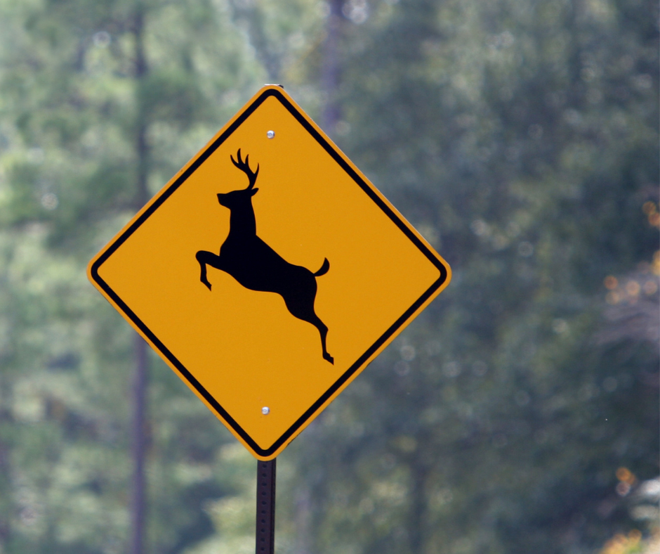 Deer Management in Eden Prairie