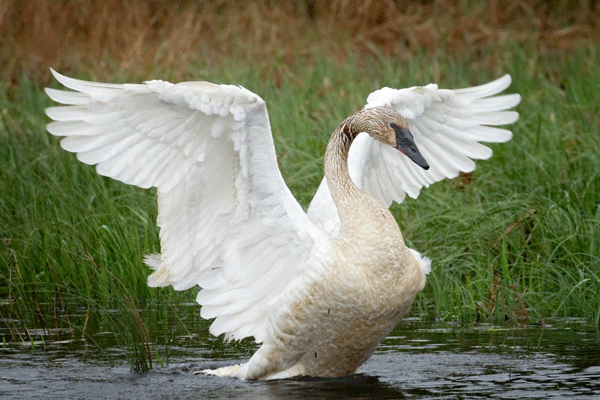 Explore Minnesota Birding Update - November 2022