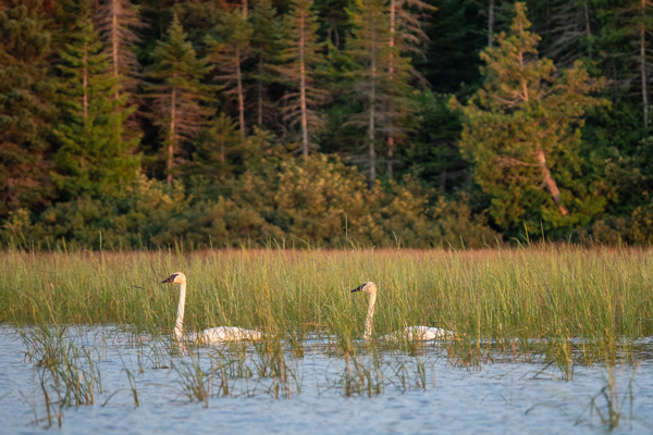 Explore Minnesota Birding Update - November 2022