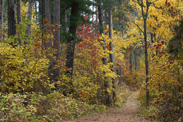 Find This Week's Best Fall Color