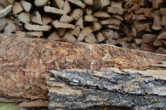 Emerald Ash Borer Informational Webinar
