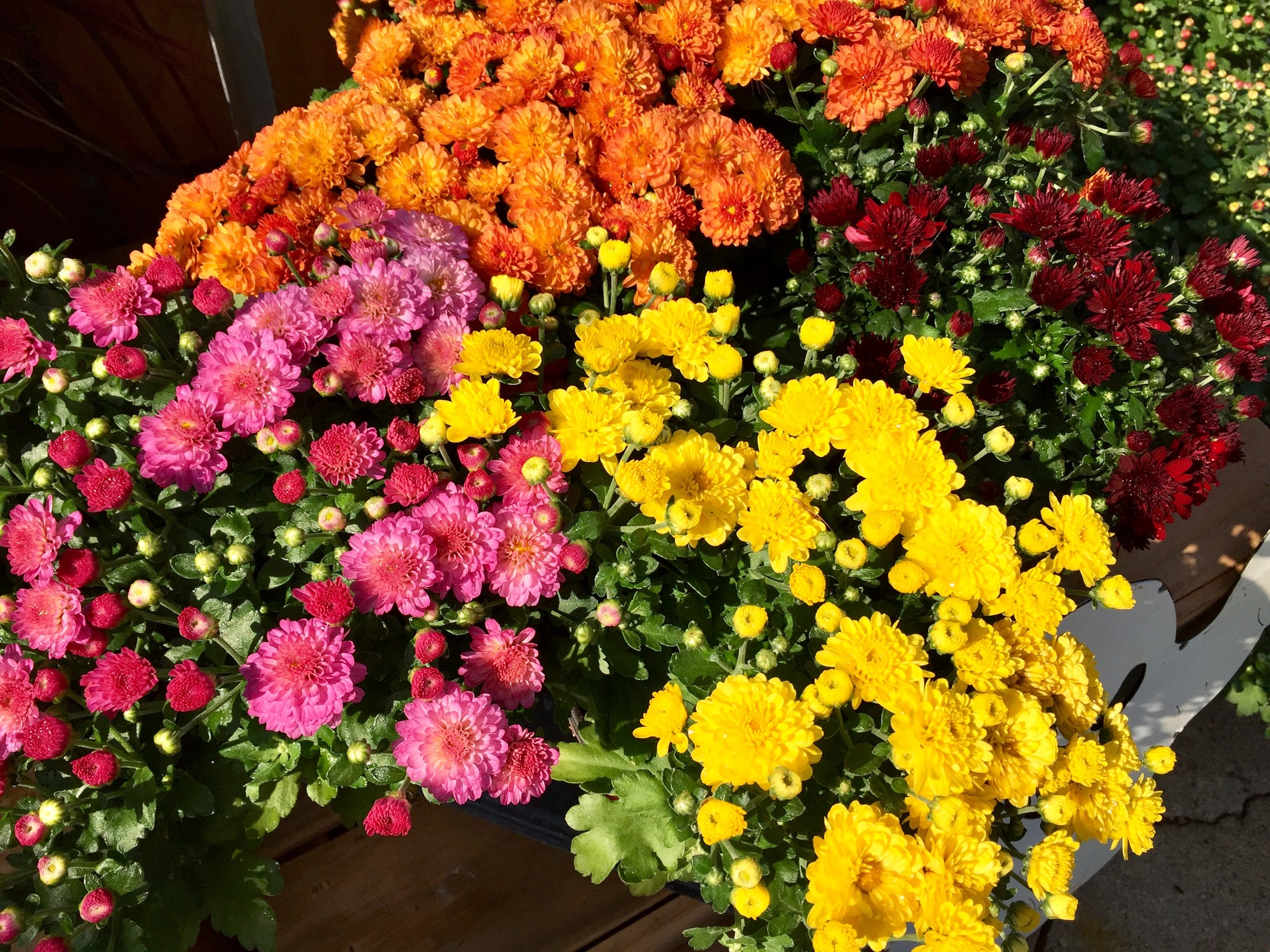 'Fall' in Love with Mums!🏵️