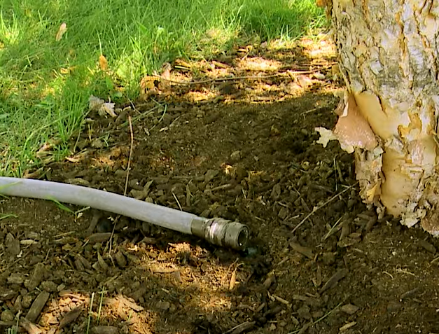 Trees need an inch of water every week