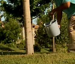 Help grow the urban forest in Minneapolis: Water trees weekly!