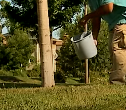 Trees need water now - and any time it doesn't rain an inch in a week ...