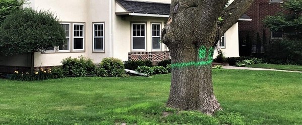 Get information about removing EAB-infested ash trees on residential ...