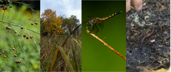Saturday! Join the next BioBlitz adventure, Sep. 28 at Theodore Wirth Park