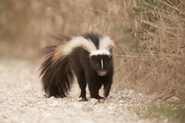 Young skunks strike out on their own in August