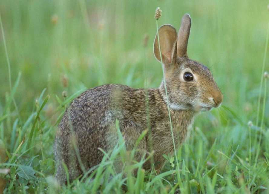 Cottontails are focus of MDC online program for kids Aug. 7