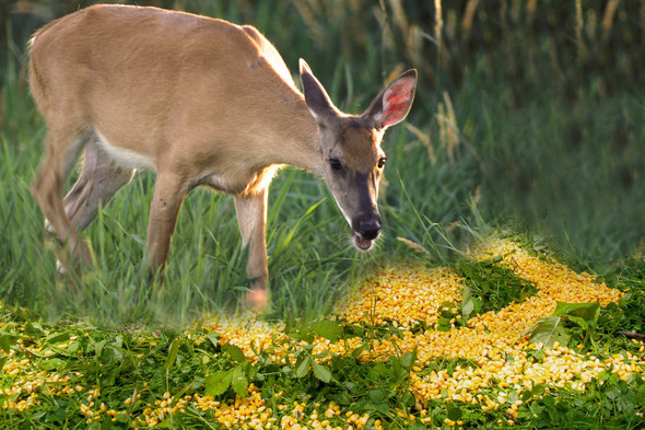 MDC warns against baiting deer in the St. Louis Region