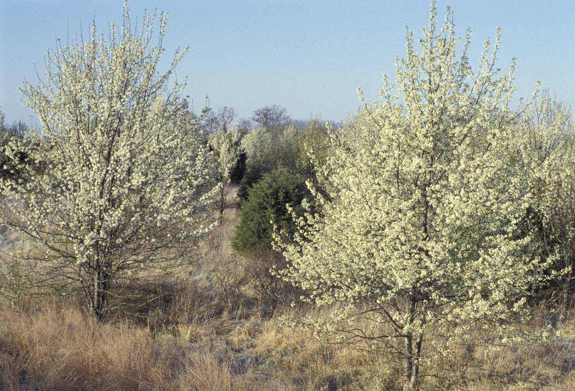 MDC, partners offer “buy-back” program to replace invasive pear trees ...