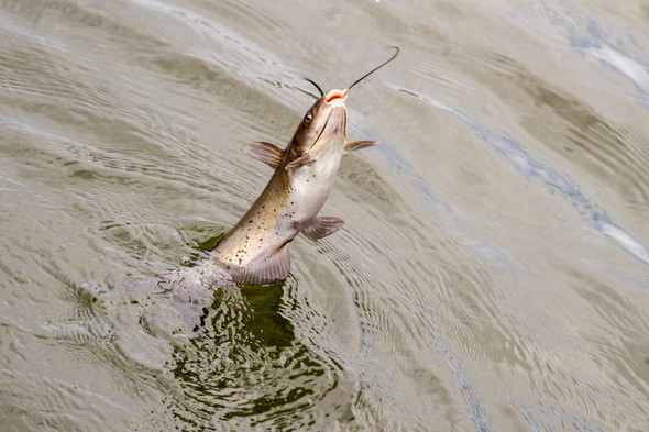 Learn to identify Missouri’s fish July 14 at free MDC virtual class or ...