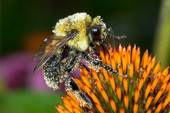 MDC offers free virtual Buzz into Pollination workshops for teachers ...