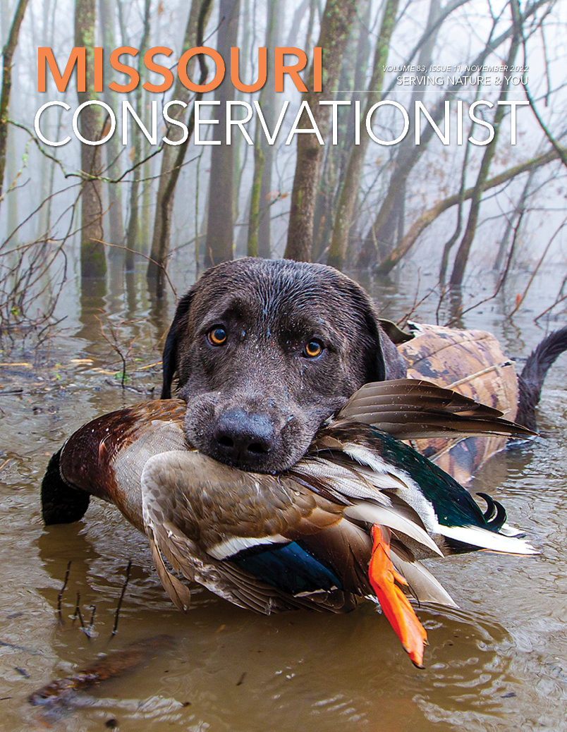 The November 2022 Missouri Conservationist is now online
