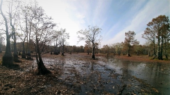 MDC provides habitat update on managed wetland areas ahead of waterfowl ...