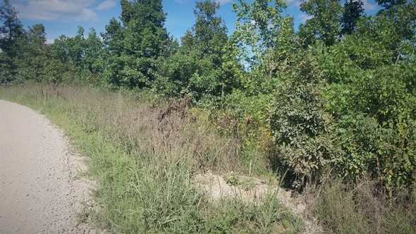 MDC tackles invasives through Scenic Rivers Invasive Species Partnership