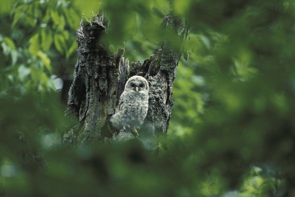 MDC invites the public to learn about owls at Runge Nature Center Jan. 20