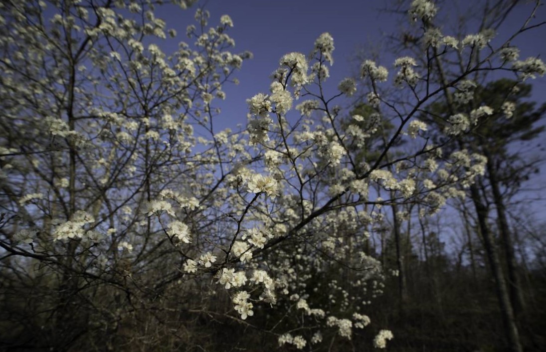 MDC virtual program on Feb. 6 to focus on invasive plants