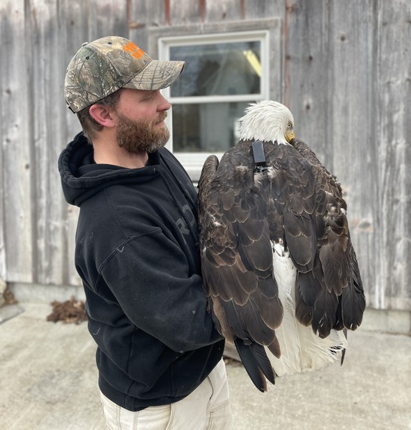 MDC partnering on research about bald eagles and wind turbines