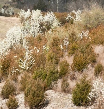 Join MDC March 22 for Wild Webcast on Invasive Plants and Animals