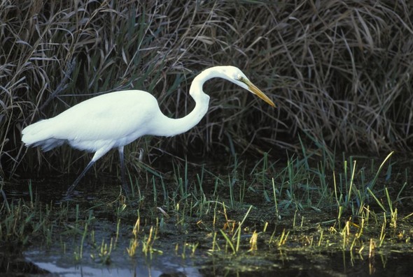 Some MDC areas offer good chances to see wading birds in spring