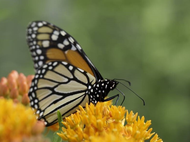Have fun with insects at MDC's Insect-O-Rama Aug. 11 in Springfield