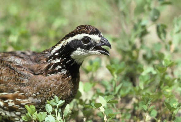 Learn how to paint quail at Aug. 18 MDC virtual program