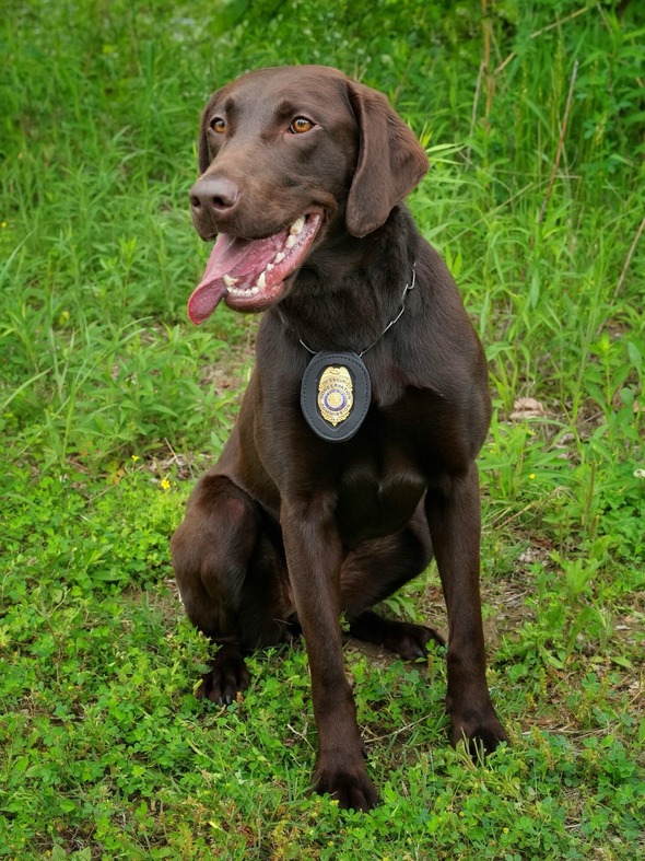 Meet St. Louis region’s new MDC K-9 team member April 26 at Powder ...