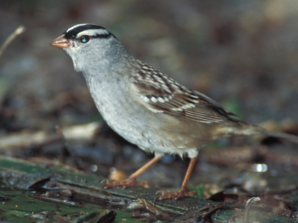 Learn about native sparrows at Oct. 15 MDC virtual program