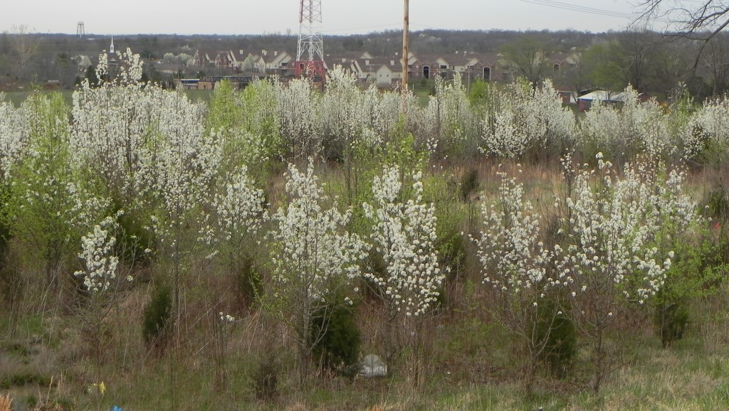 Have invasive pear trees? Cut them down and get a free native tree!