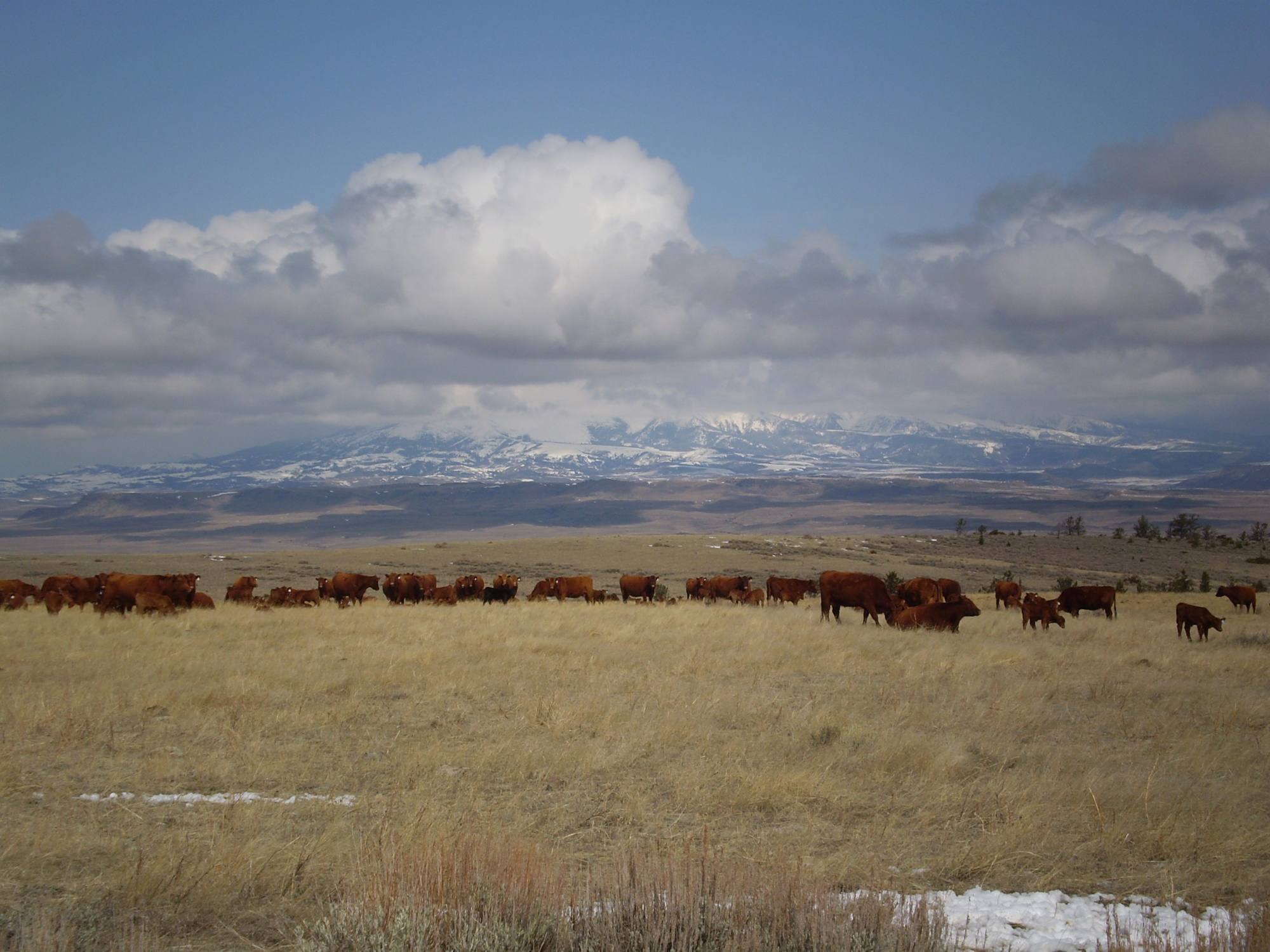 406 Rangelands April 2021