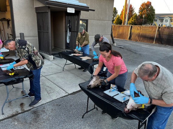 CWD sample collection workshops scheduled in Billings and Harlowton