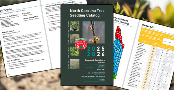 Order tree seedlings online today!