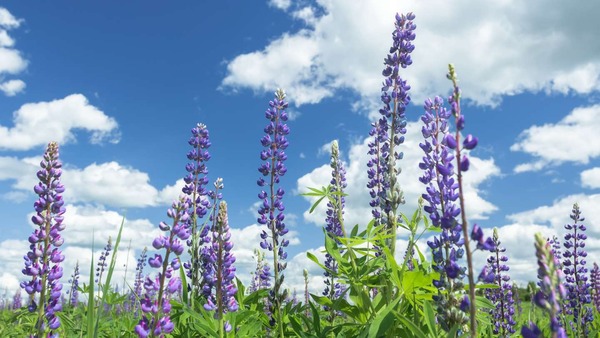 Active Adult Trip - Indigo Fields