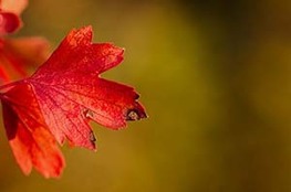 Outdoor News: Fall trout stockings; record bull elk; whooping crane news