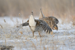 See sharp-tailed grouse dance at Niobrara State Park