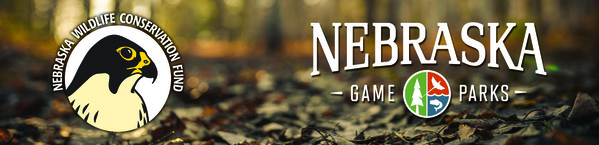 A window into the world of wildlife