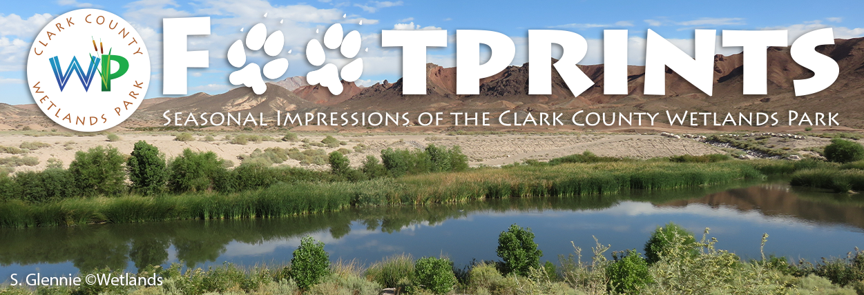 WP Footprints: Summer 2023