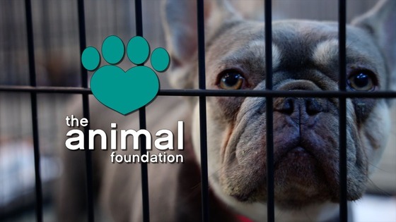 Help Now! Urgent Need to Foster and Adopt Dogs at the Animal Foundation