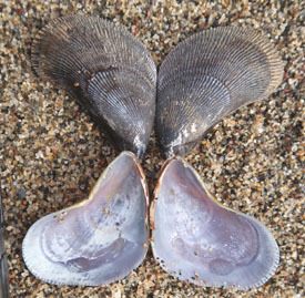 Hudson River Almanac 4/1/17 - 4/7/17