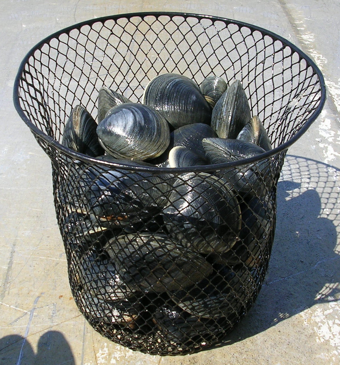 Shellfishing Newsletter: Temporary Shellfish Closures, Properly Pump ...