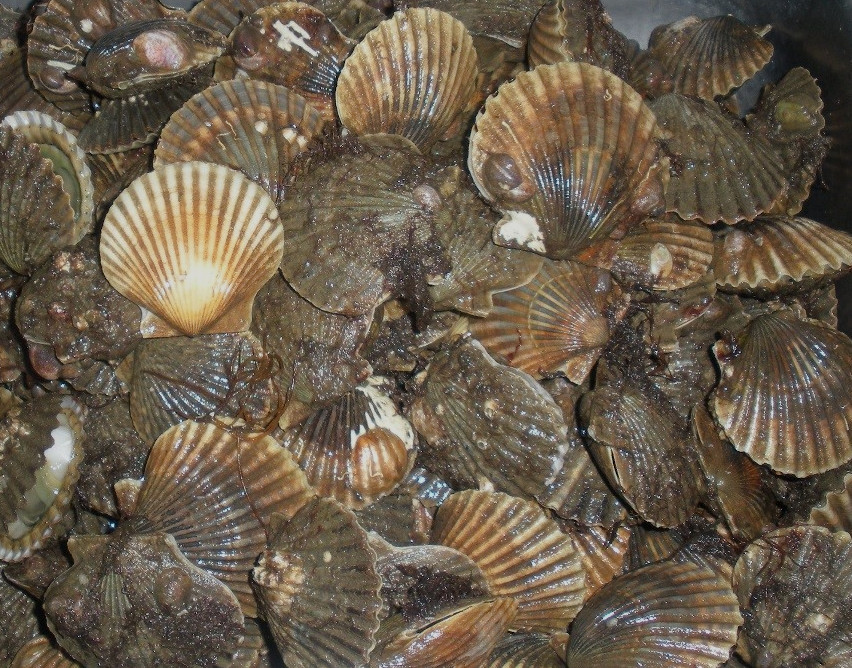 Shellfishing Newsletter