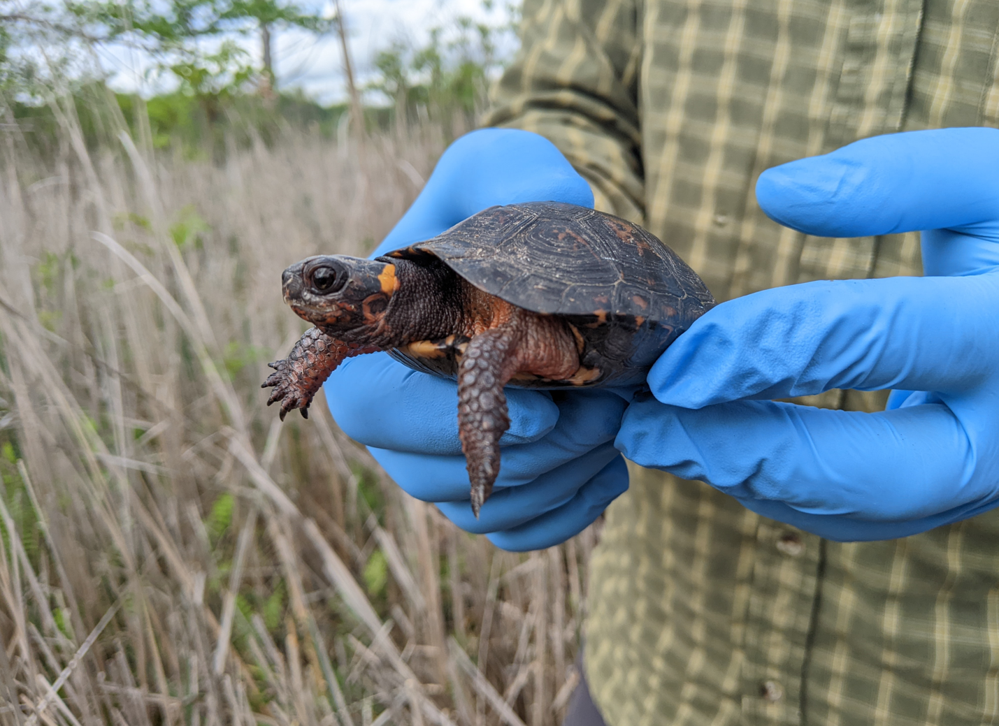 Environmental News From Chemung, Genesee, Livingston, Monroe, Ontario ...