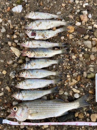 Saltwater Fishing & Shellfishing Newsletter