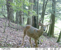Wildlife, Fish, and Marine Life Newsletter